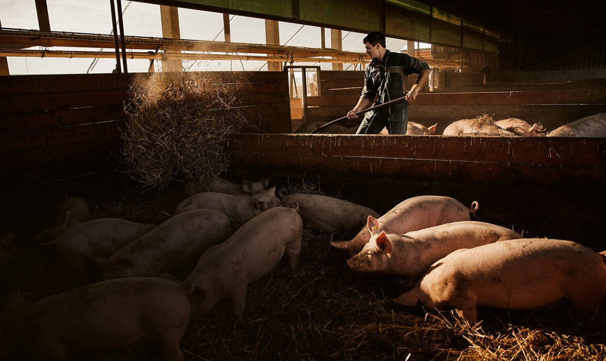 Warum Schweizer Fleisch? - Schweizer Fleisch