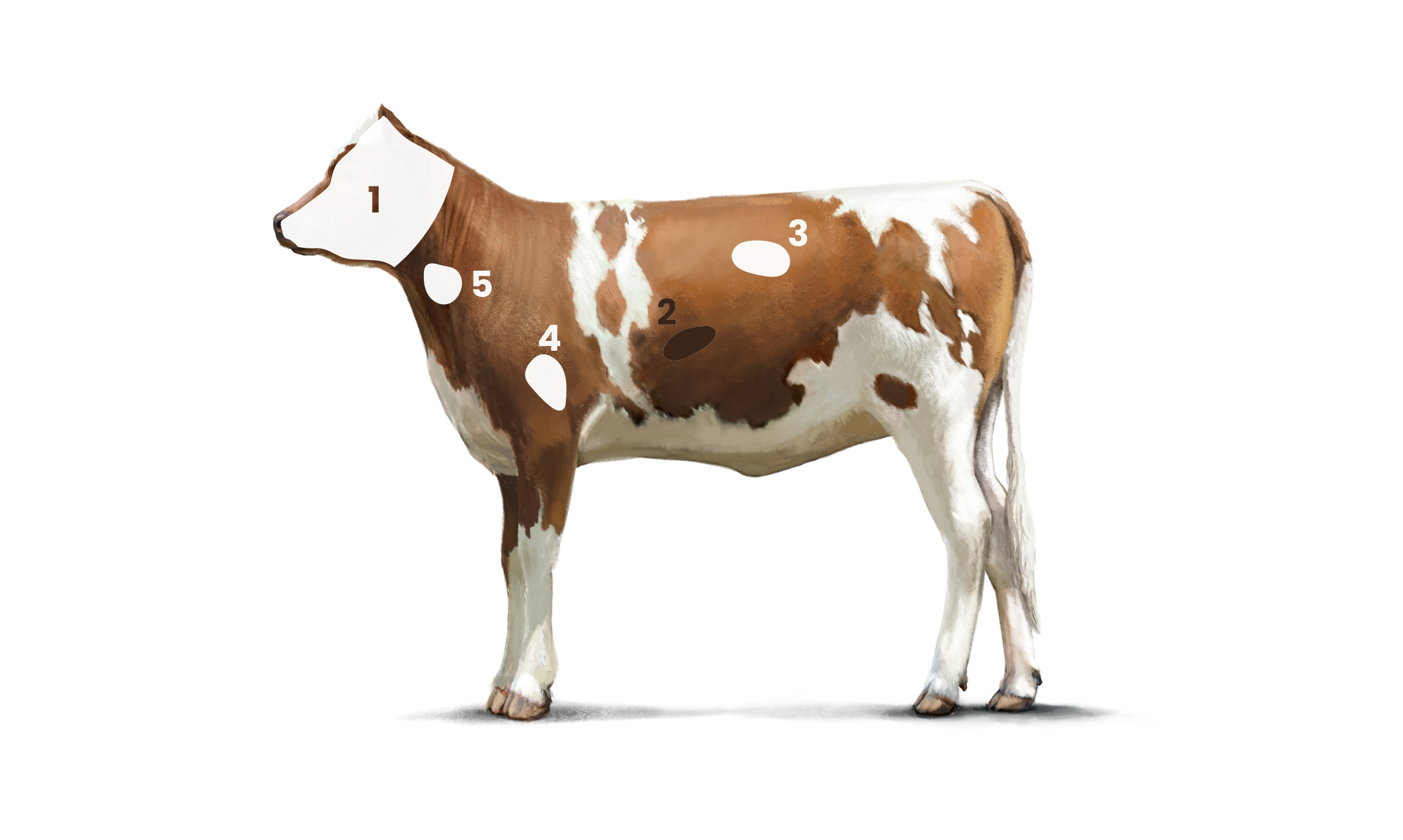 Fleischstücke vom Kalb - Schweizer Fleisch