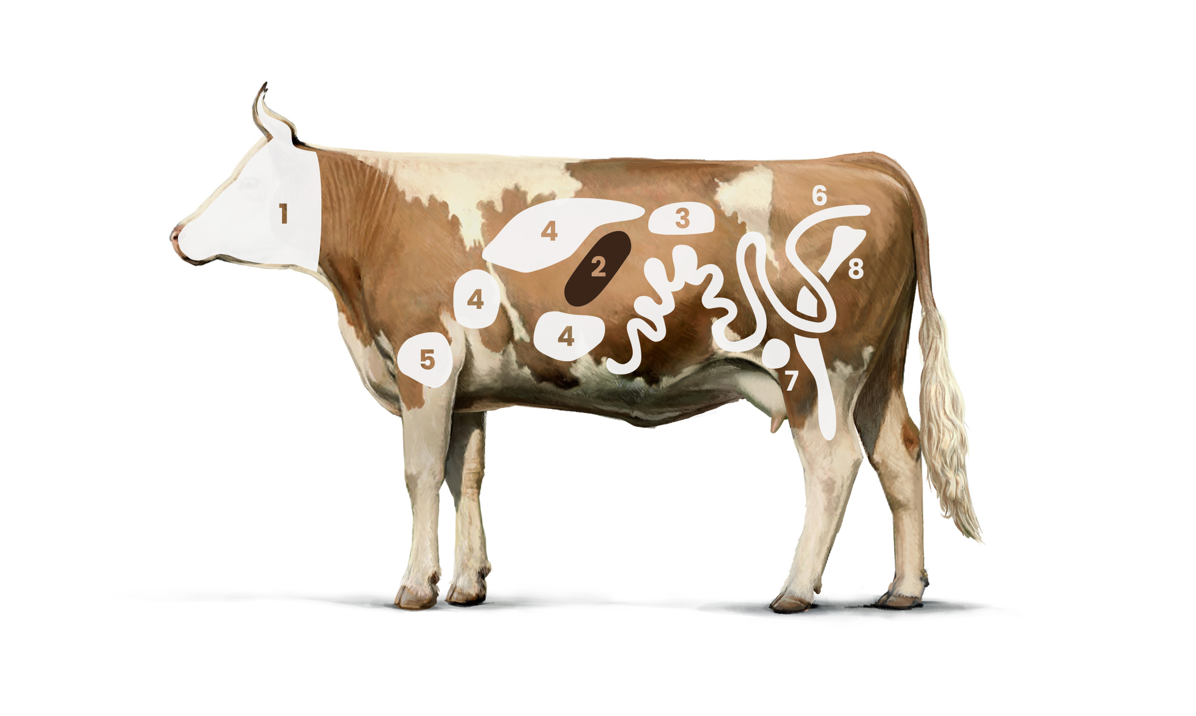 Fleischstücke vom Rind - Schweizer Fleisch