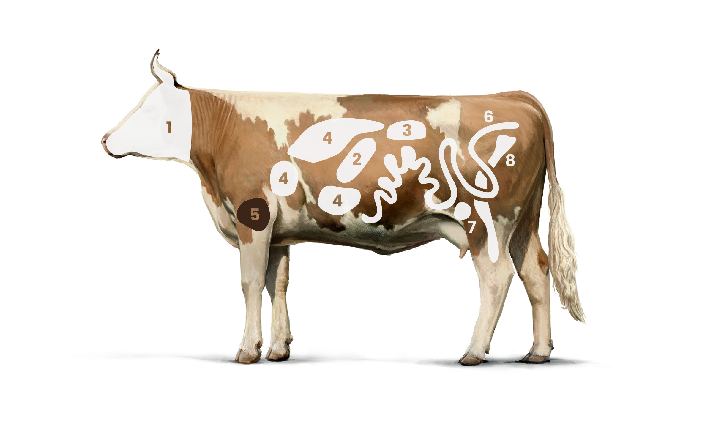 Fleischstücke vom Rind - Schweizer Fleisch