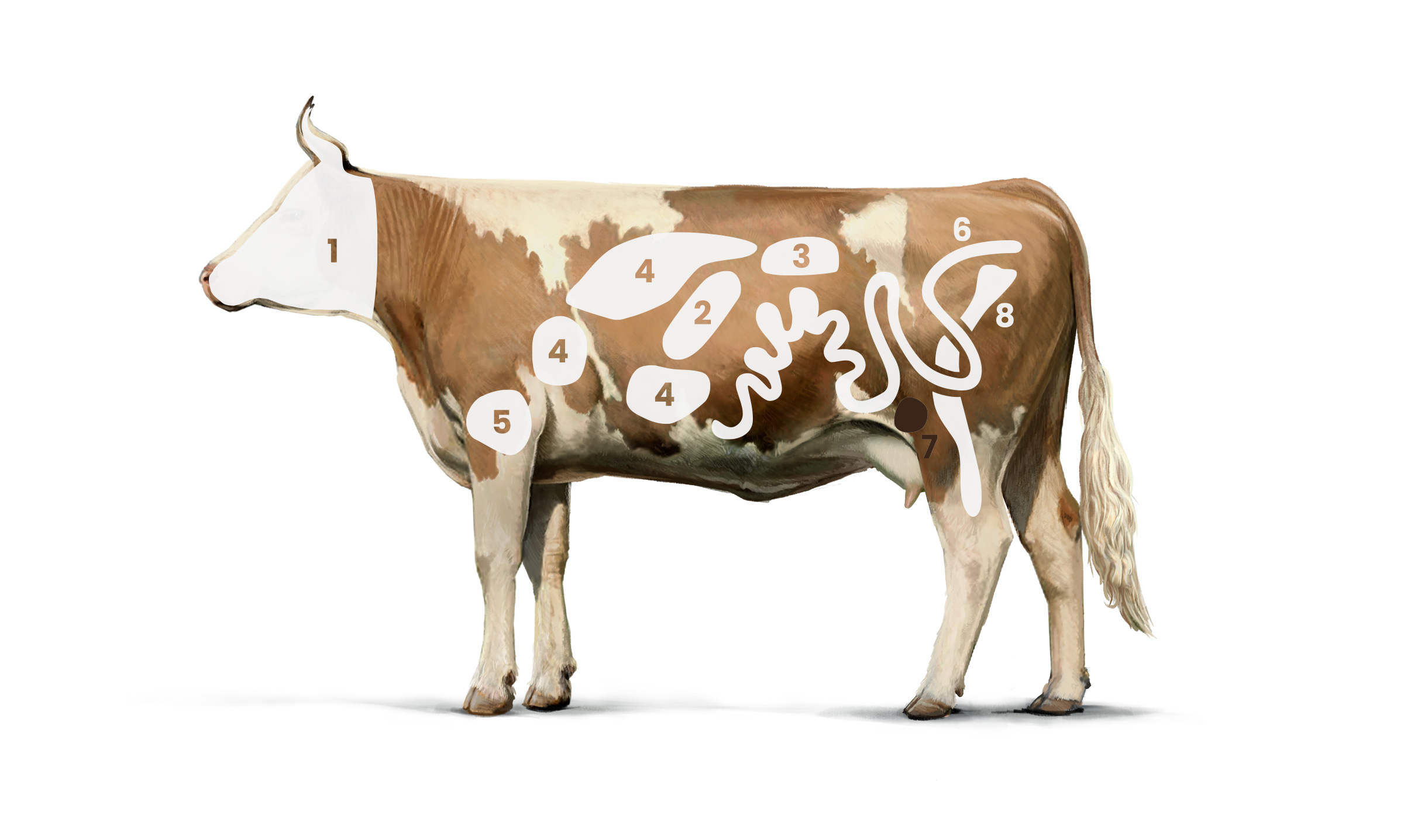 Fleischstücke vom Rind - Schweizer Fleisch